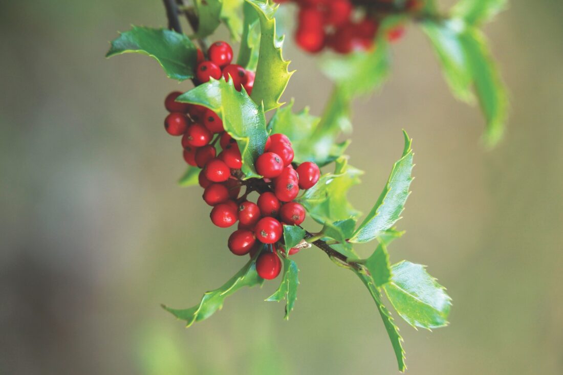 Types of Holly and How to Use Them - Grit